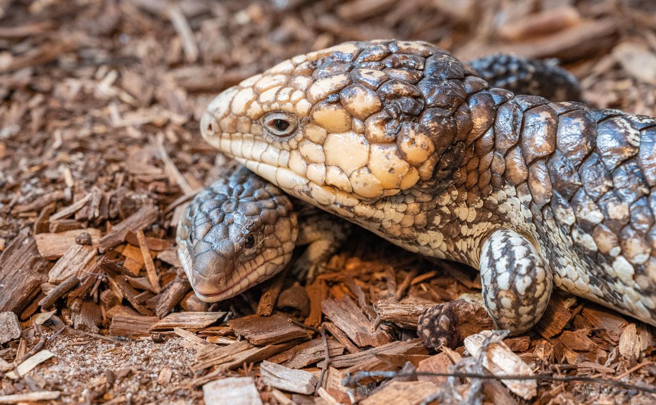 WA Wildlife Excursions - Native ARC Inc (trading as WA Wildlife ...