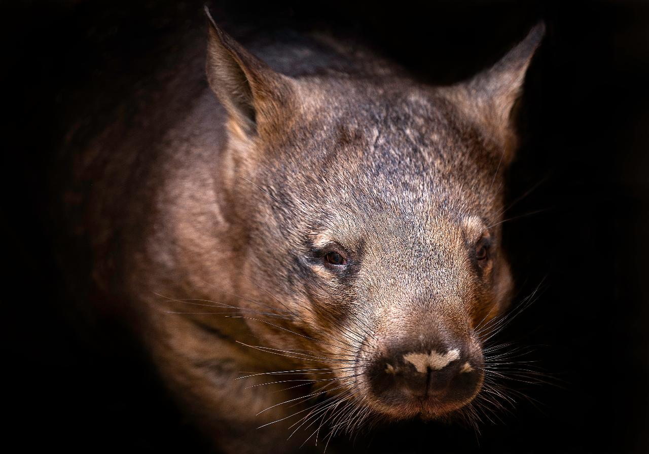 WA Wildlife Nocturnal Night Stalks - Native ARC Inc (trading as WA ...