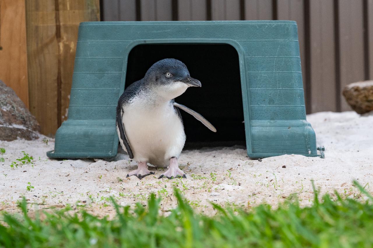 WA Wildlife Discovery Experience (ages 8+) - Native ARC Inc (trading as ...