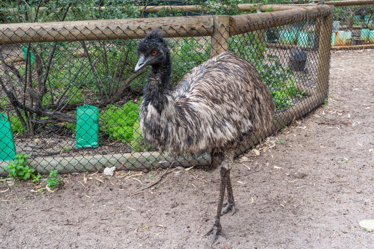 WA Wildlife Open Day - Native ARC Inc (trading as WA Wildlife) Reservations