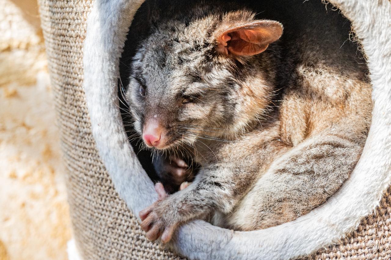 WA Wildlife Open Day - Native ARC Inc (trading as WA Wildlife) Reservations