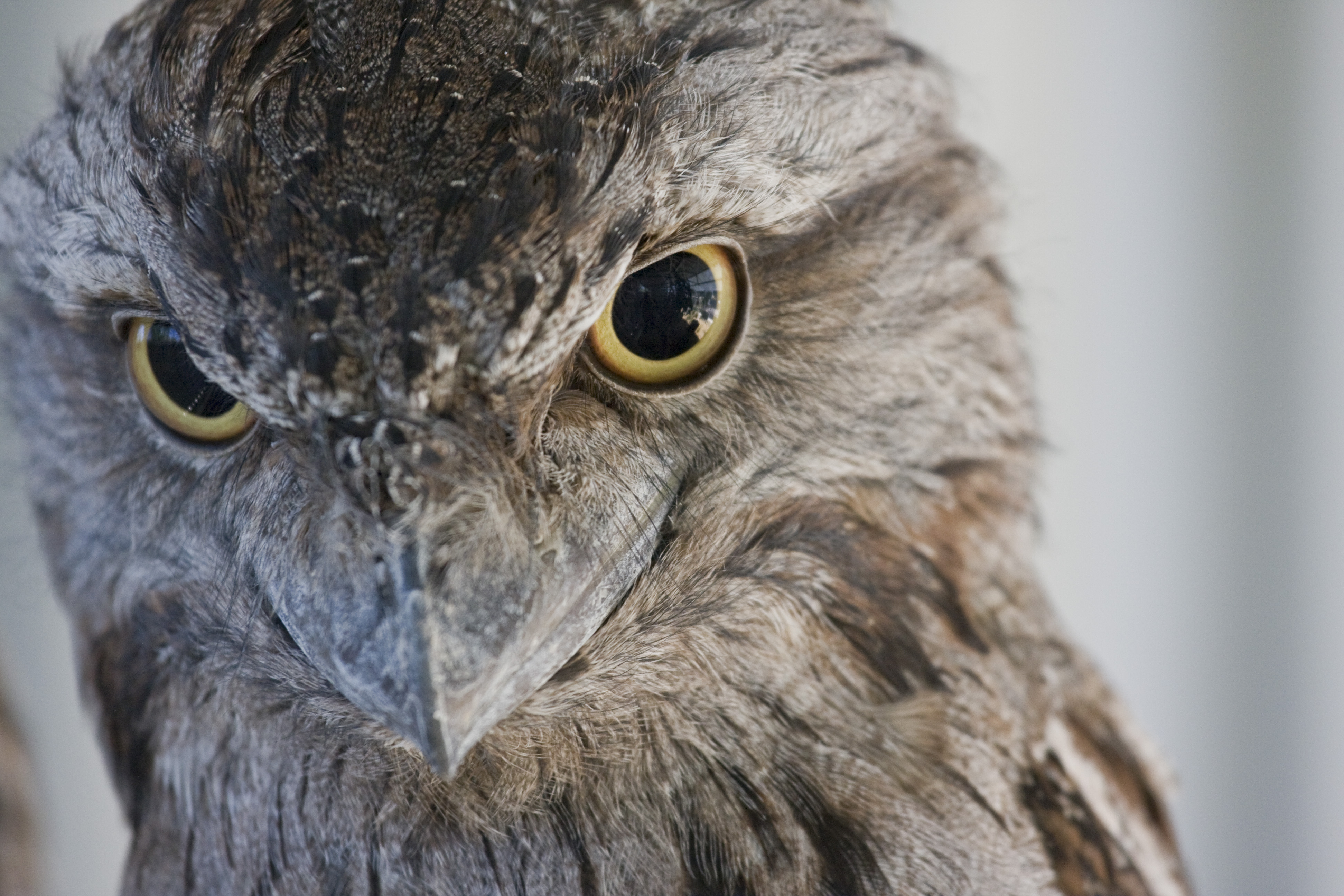 WA Wildlife Incursions - WA Wildlife Reservations