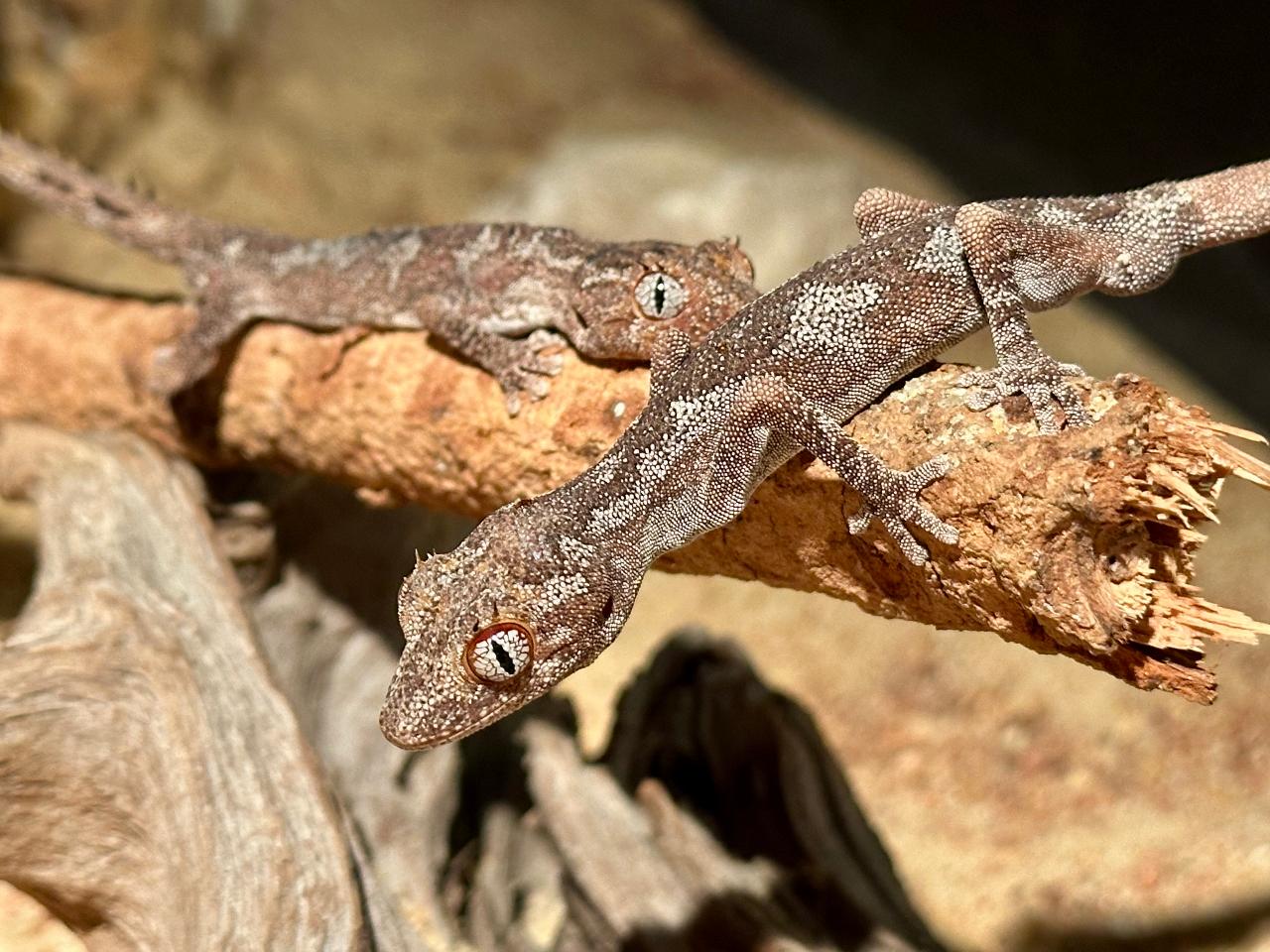 WA Wildlife Incursions - Native ARC Inc (trading as WA Wildlife ...