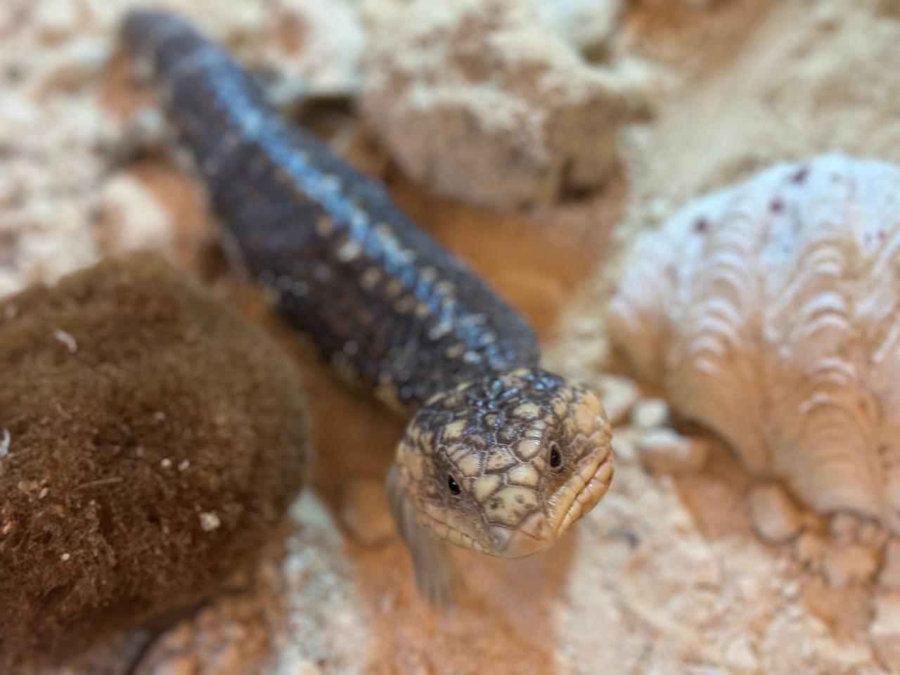 WA Wildlife Incursions - Native ARC Inc (trading as WA Wildlife ...