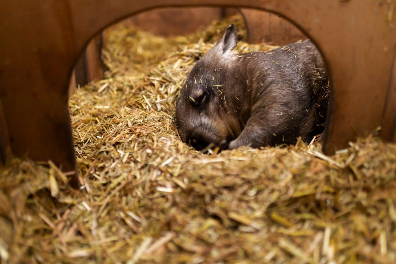 WA Wildlife Discovery Experience (ages 8+) - Native ARC Inc (trading as ...