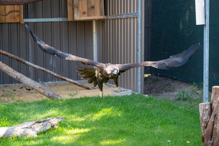 WA Wildlife Discovery Experience (ages 8+) - Native ARC Inc (trading as ...