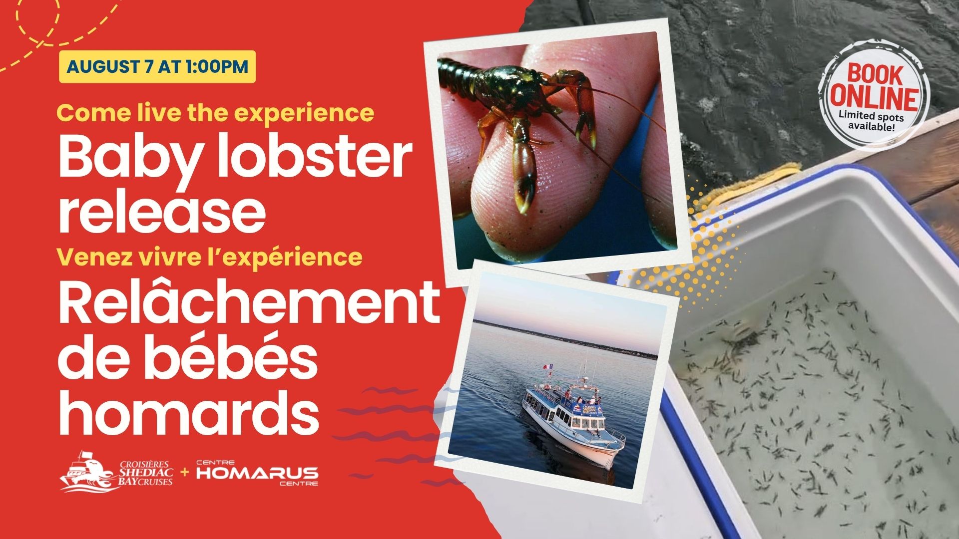 Homarus Baby Lobster Release - Shediac Bay Cruises Reservations