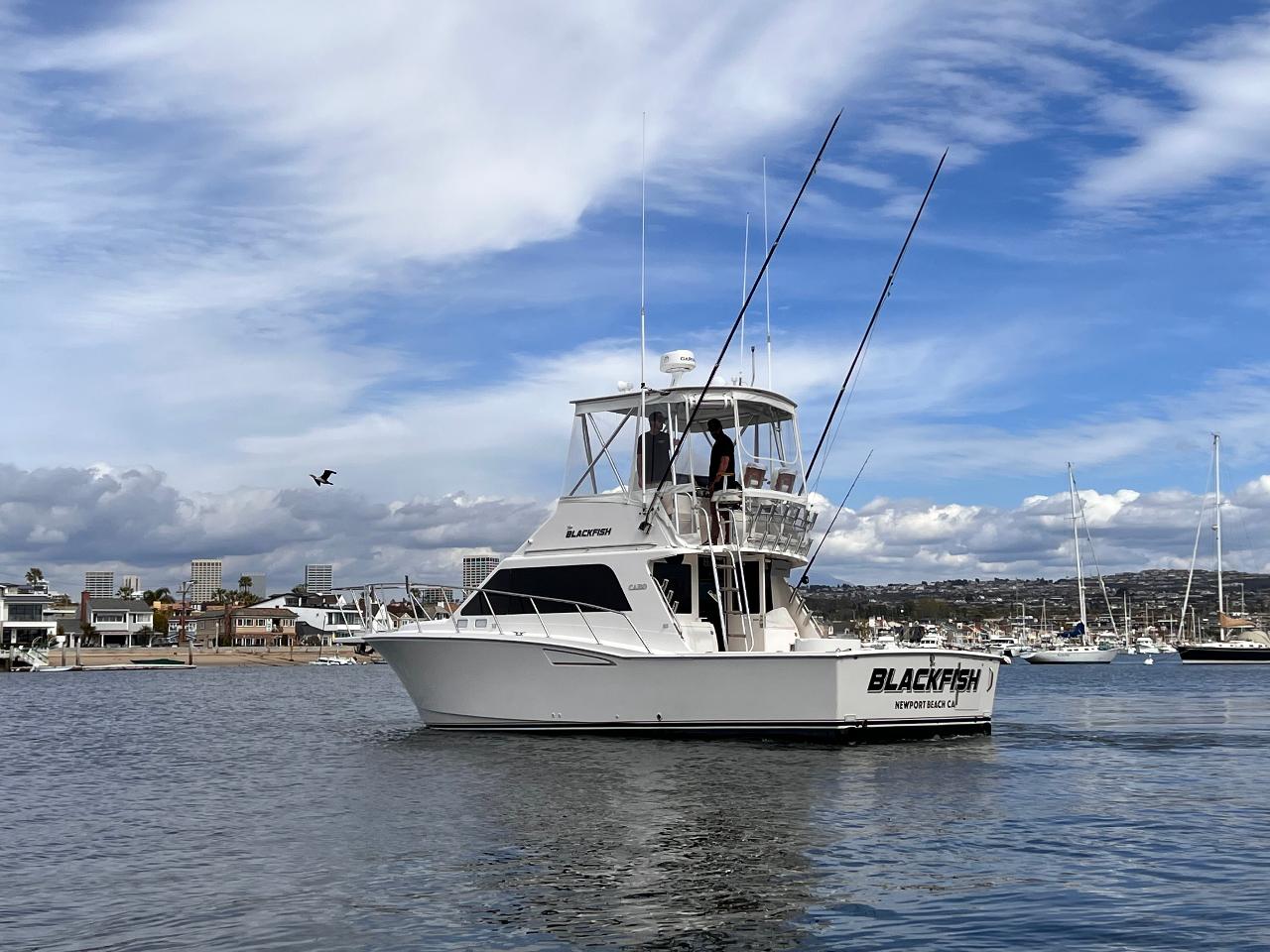 Half Day Fishing Morning Or Afternoon. Luxury Sportfisher “Blackfish ...