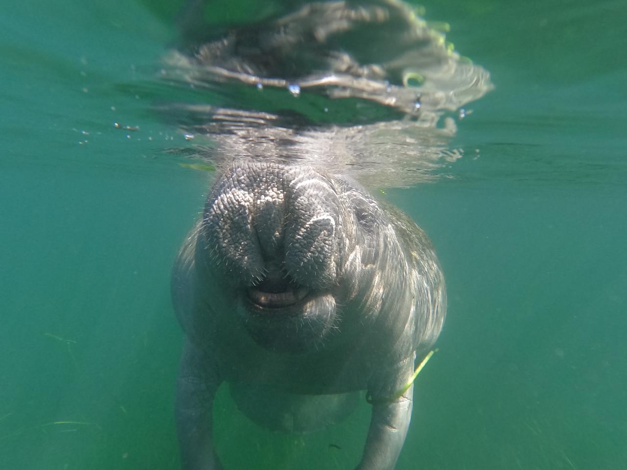 Swim With Manatees-Private Tour with In Water Guide/Photographer ...