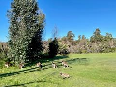 Golf - 9 holes - Yanchep National Park Reservations