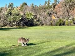 Golf - 9 holes - Yanchep National Park Reservations