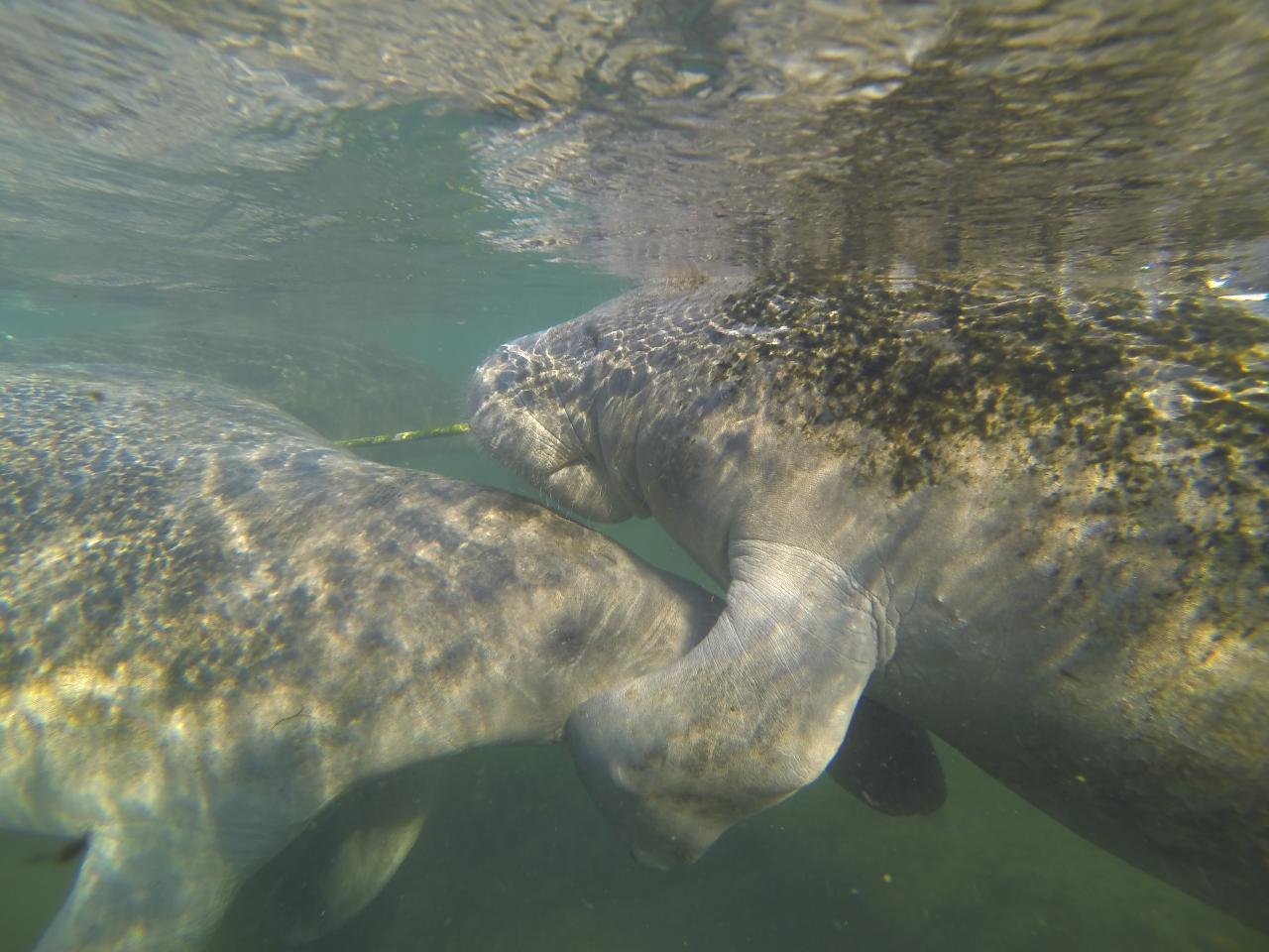 Swimming with Manatee guided tour