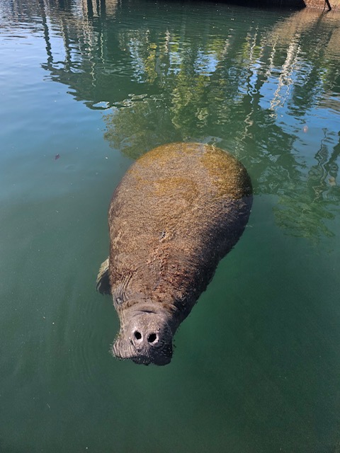 Swimming with Manatee guided tour