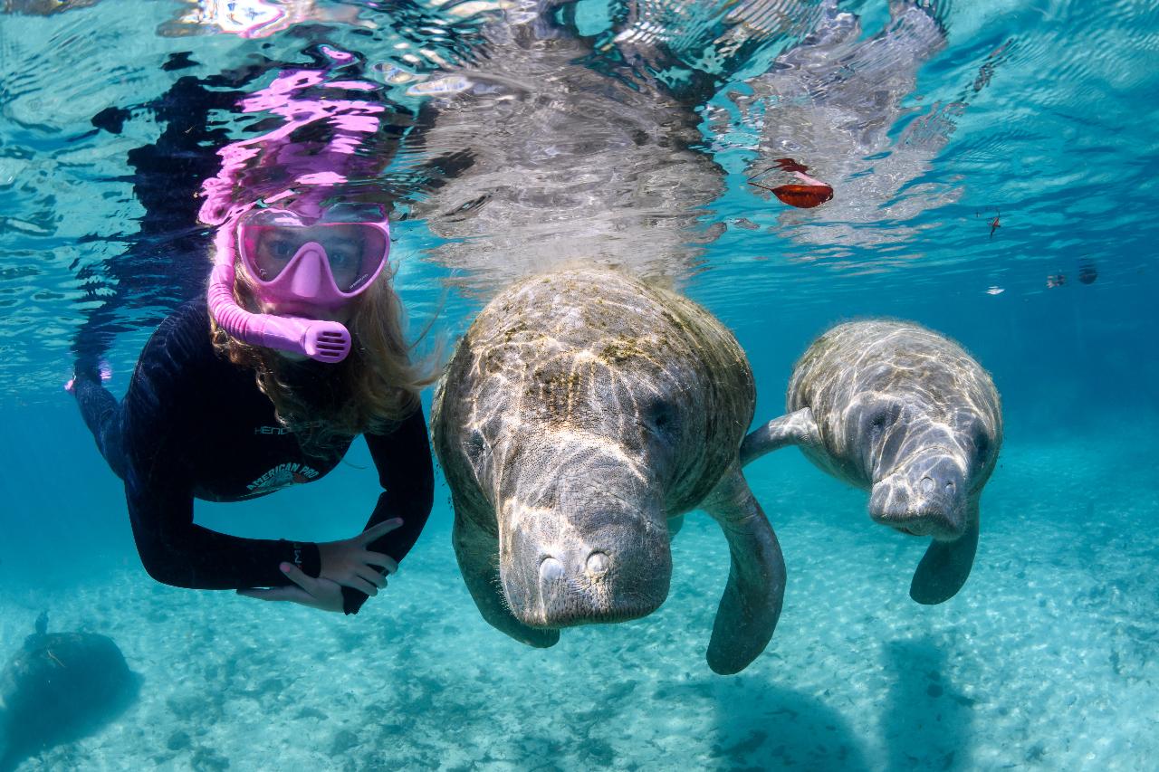 The Semi-Private Manatee Swim Tour - Manatee Swim Center - Port Hotel ...