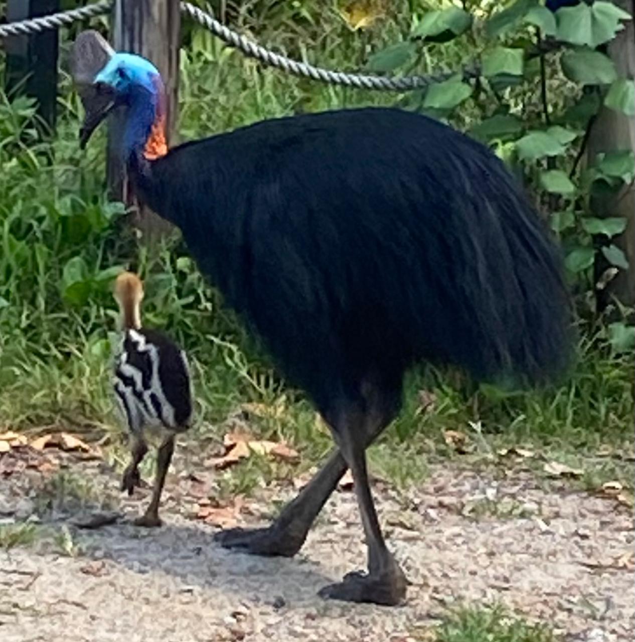 CASSOWARY COAST WATERFALL CULTURE TOUR - Turers - Australia