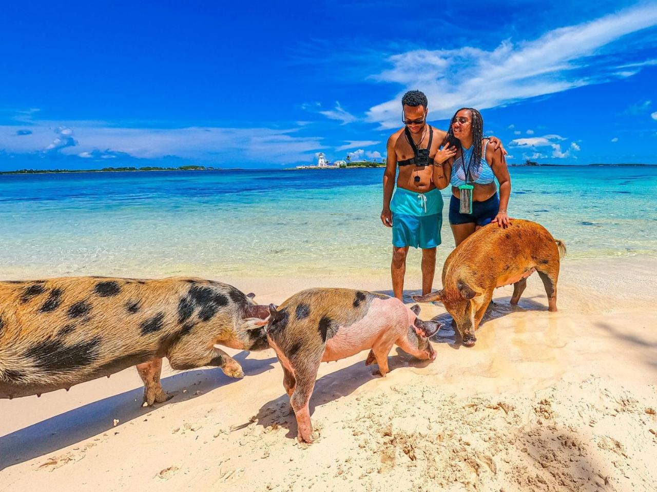 SWIMMING PIGS 1.5HR WATER TAXI NASSAU, BAHAMAS - Pigs Beach Tours ...