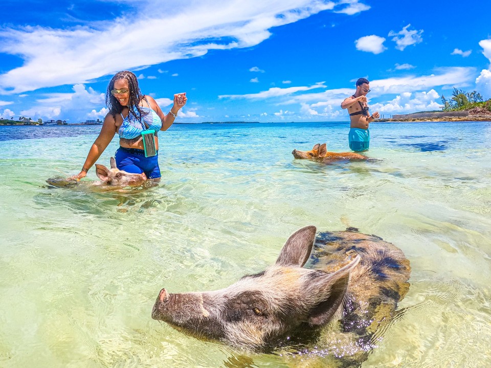 SWIMMING PIGS WATER TAXI NASSAU, BAHAMAS - Pigs Beach Tours Reservations