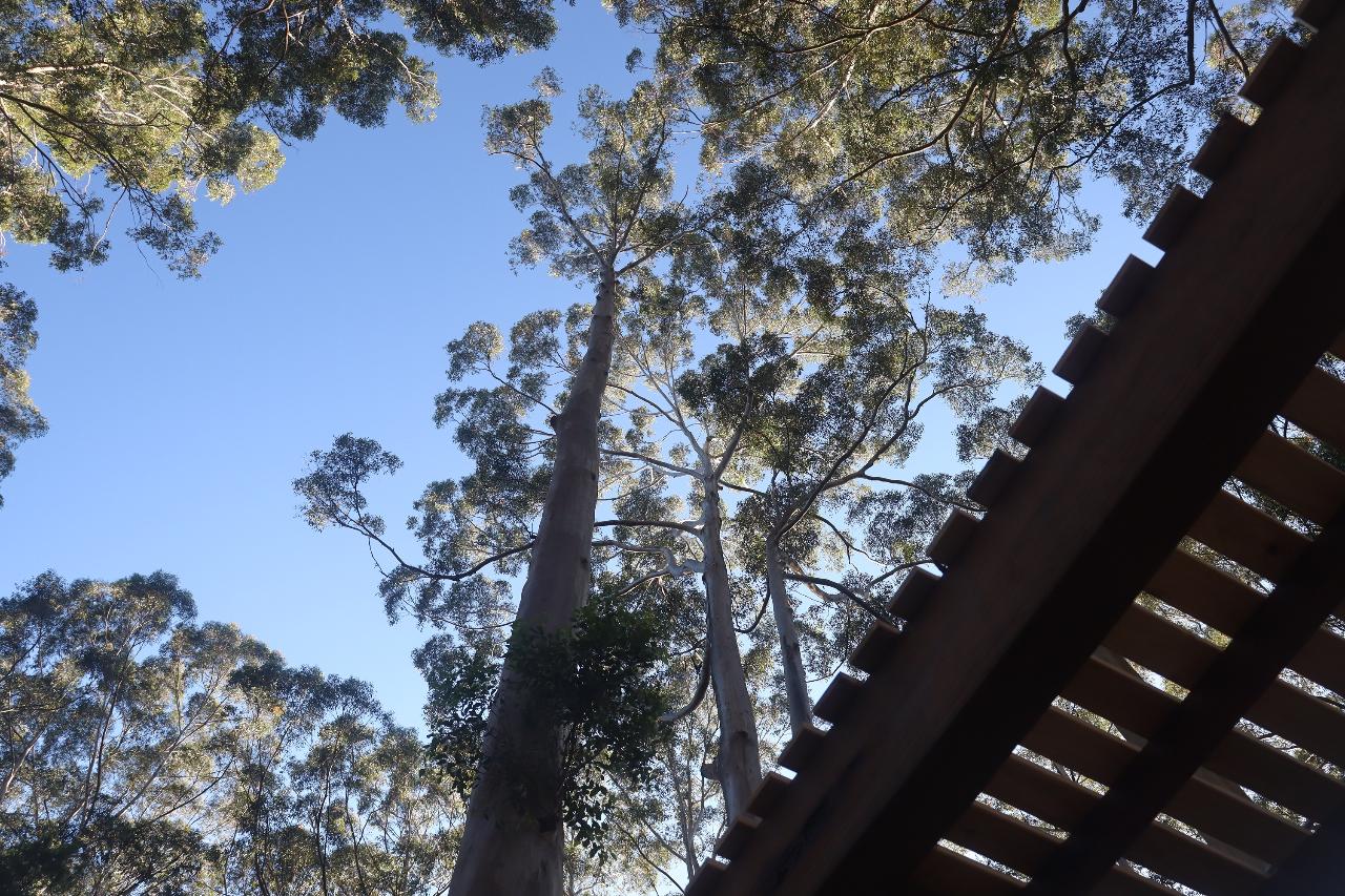 Ultimate ziplines and high ropes Experience at Aerial Adventure Pemberton