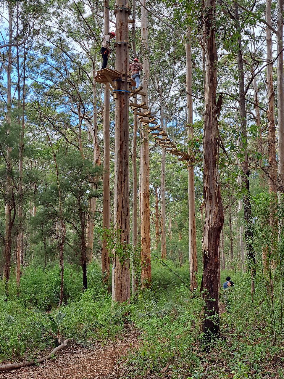 Ultimate ziplines and high ropes pass at Aerial Adventures Pemberton