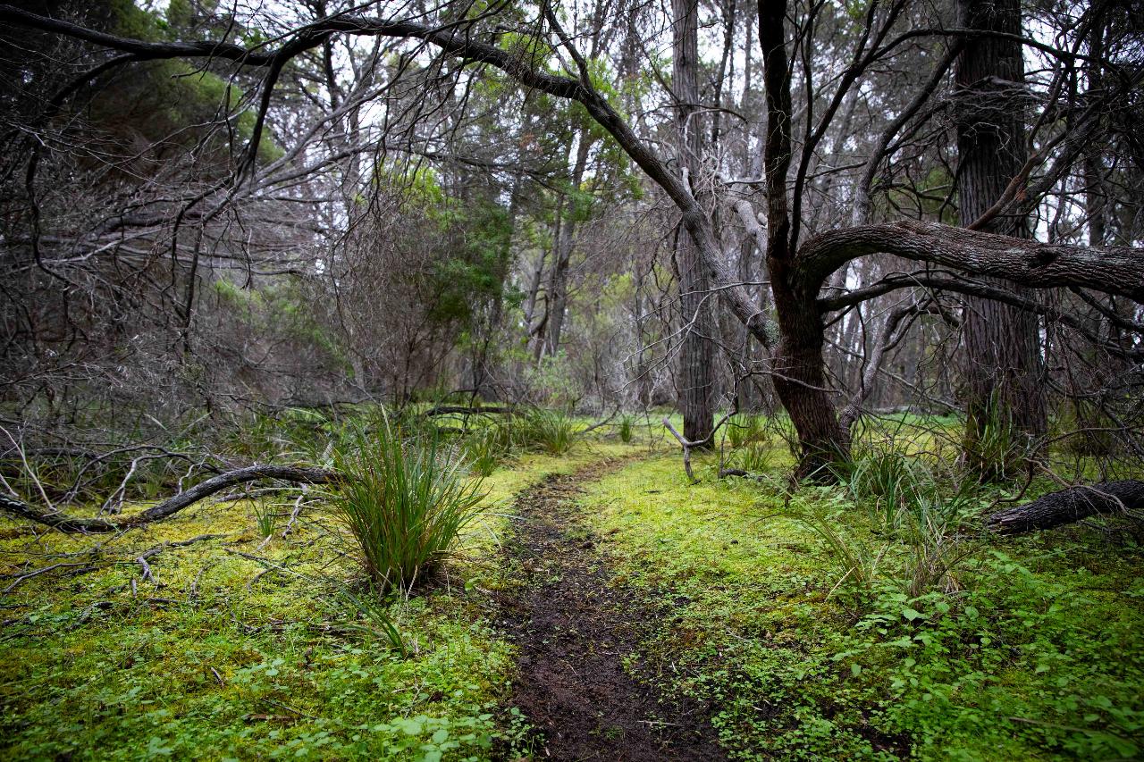 Sensory Forest Flow - Island Alive Reservations