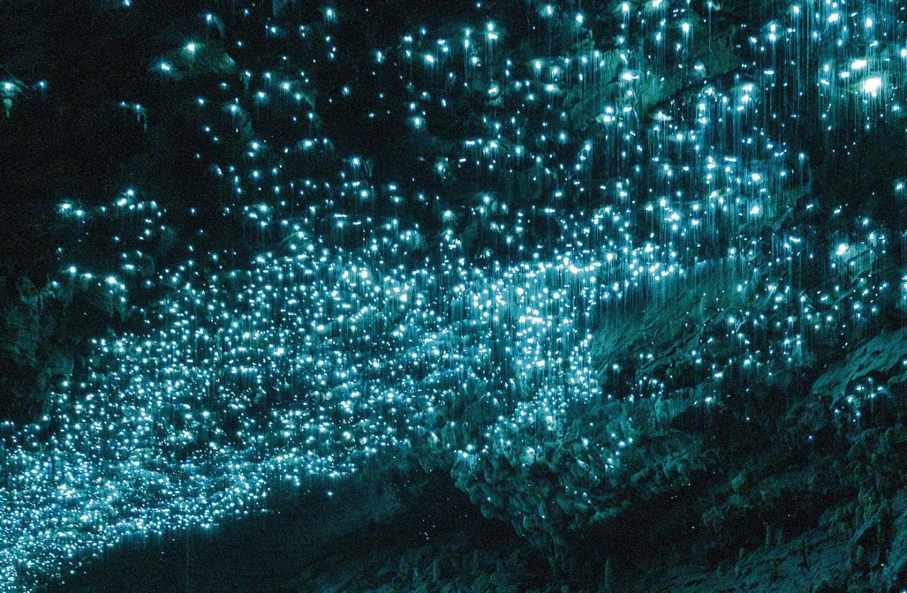 Waitomo Glowworm & Cave Explorer Small Group Tour - From Auckland ...