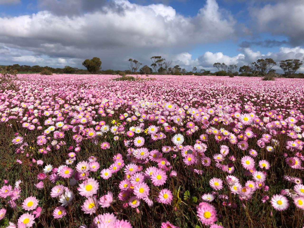 Full Day Wildflower Discovery Tour - Ocean2Outback Western Australia ...