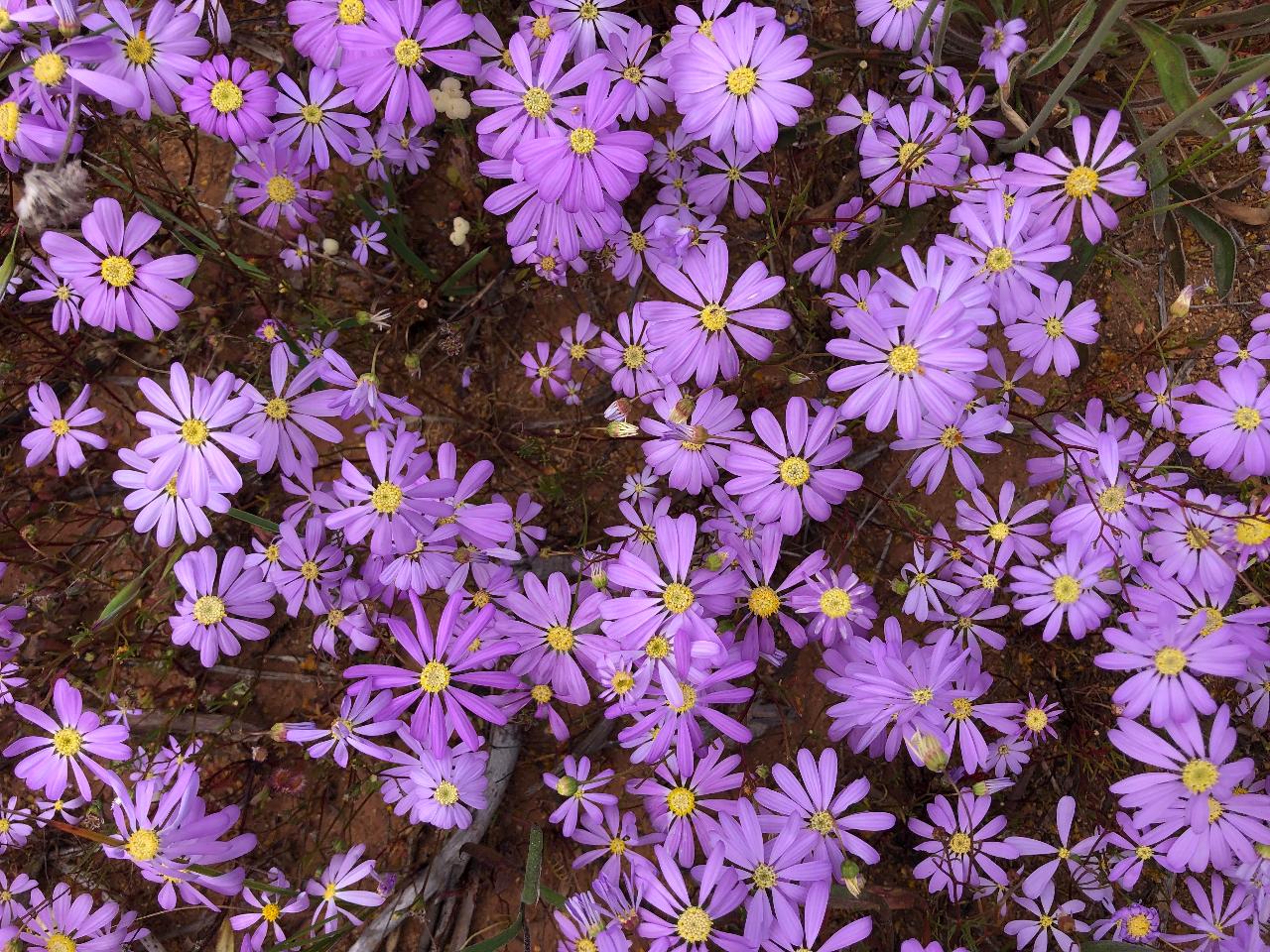 Full Day Wildflower Discovery Tour - Ocean2Outback Western Australia ...