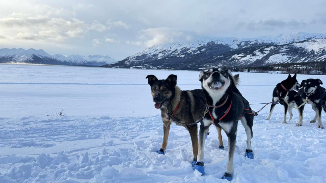Ultimate Dog Sledding with Elevation Sled Dogs - Half-Day - Yukon Wide ...
