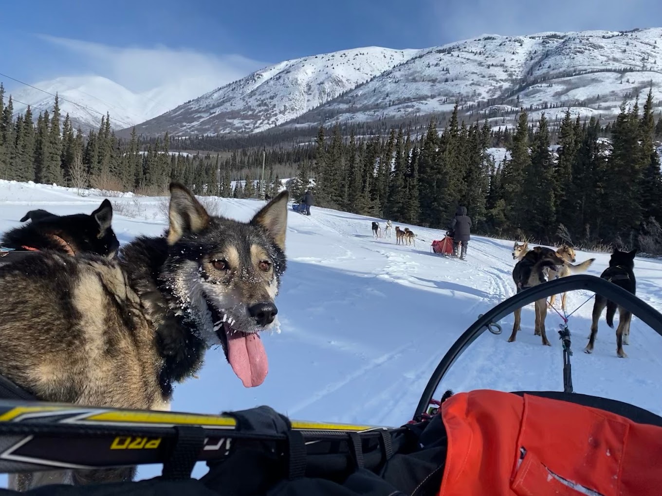 Ultimate Dog Sledding with Elevation Sled Dogs - Half-Day - Yukon Wide ...