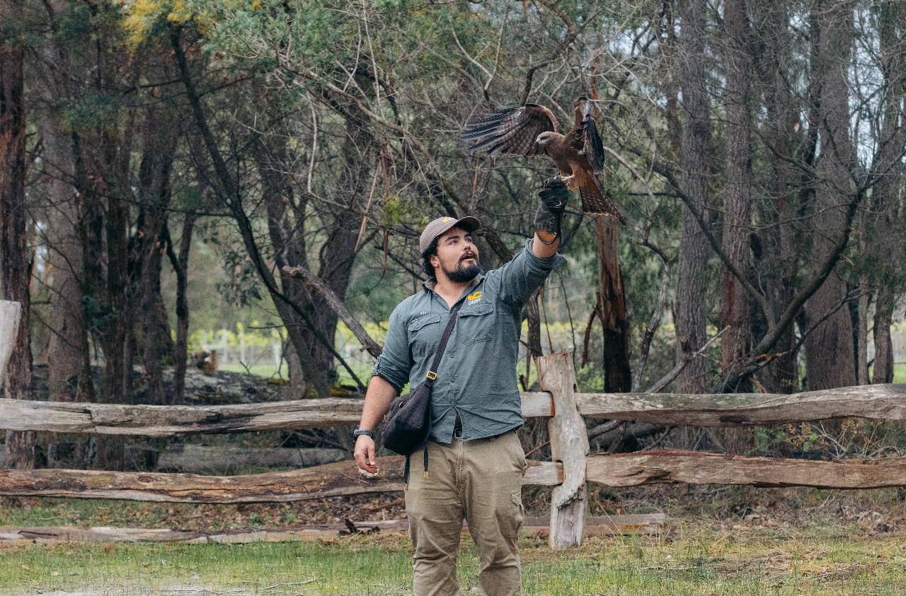 Bird of Prey Encounters and Forest Walk - Capes Foundation Reservations