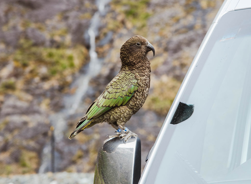 Award-winning Milford Sound Day Tour from Te Anau