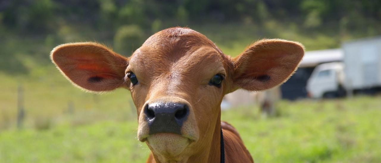 New Gokula Farm, Cessnock & Newcastle Day Tour from Sydney - Australian ...