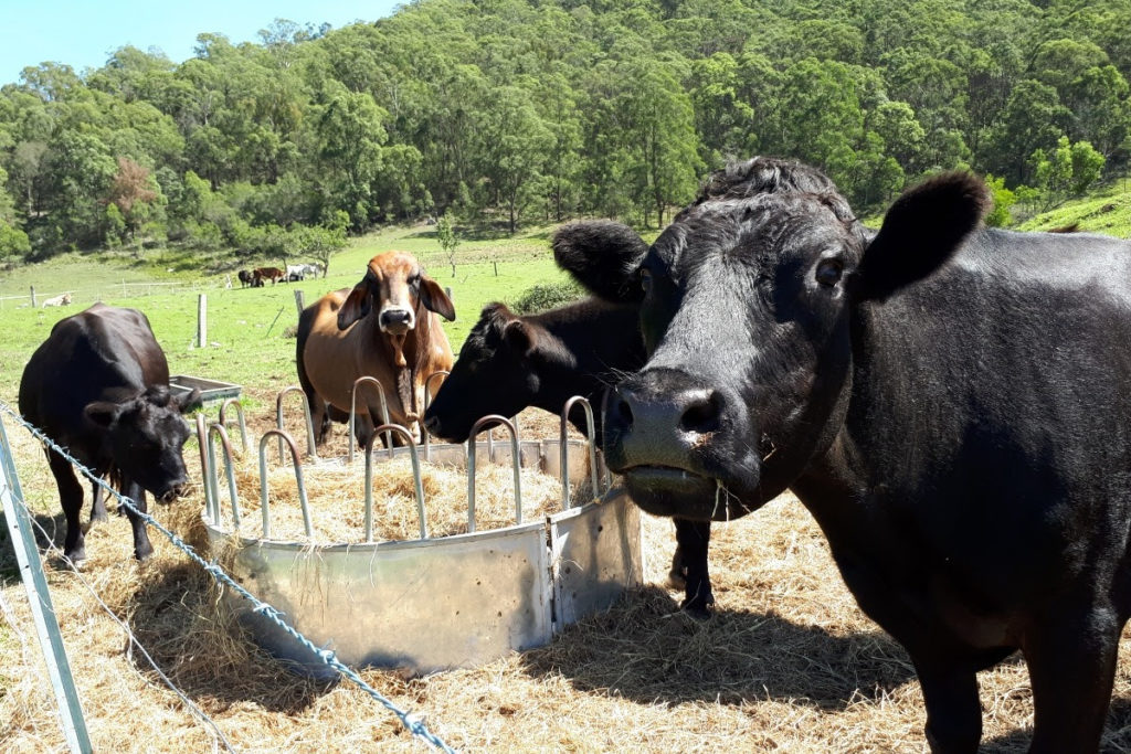 New Gokula Farm, Cessnock & Newcastle Day Tour from Sydney - Australian ...