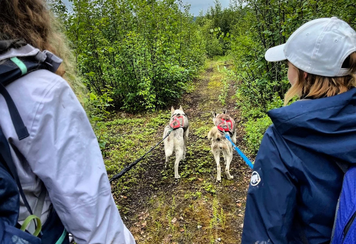 Husky Hike - Arctic Dog Adventure Co. Reservations