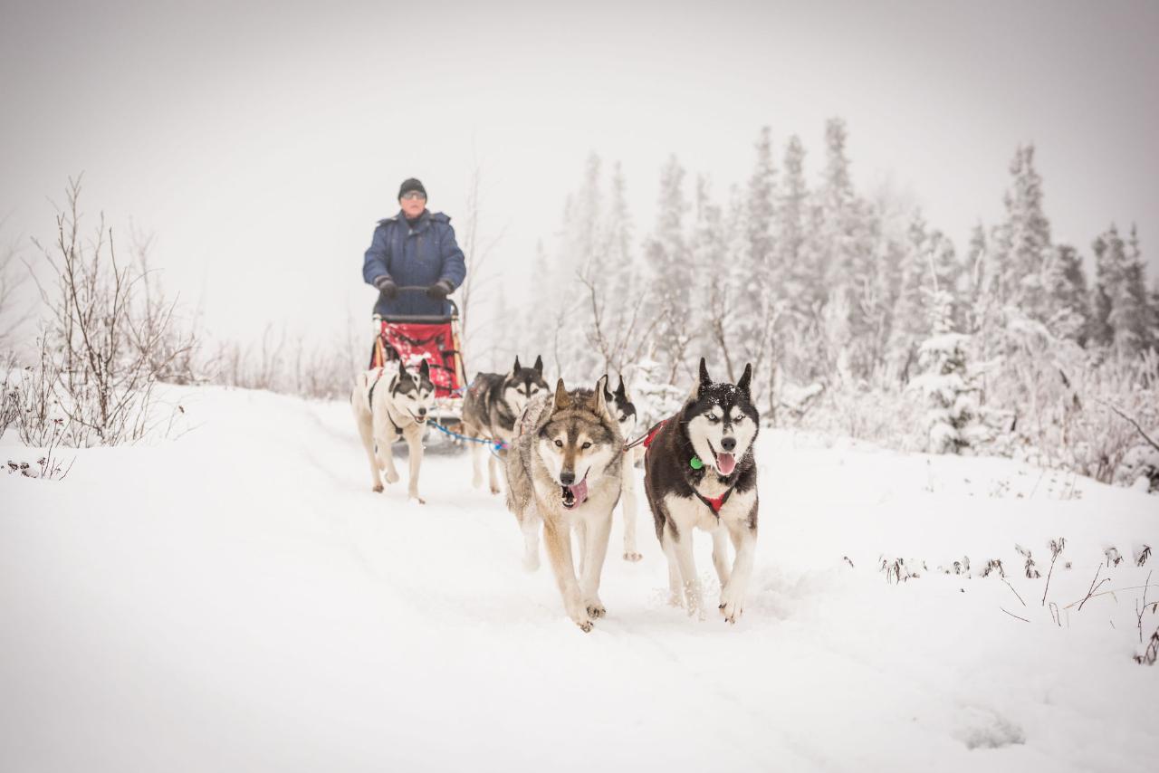 Half Day "Drive Your Own Dog Team" Dog Sledding Tour - Arctic Dog ...