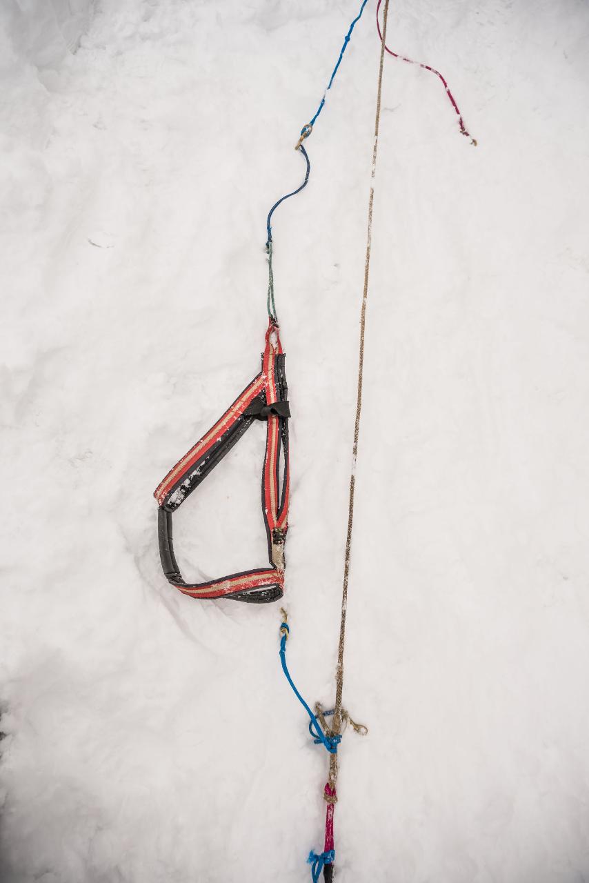 Half Day "Drive Your Own Dog Team" Dog Sledding Tour - Arctic Dog ...