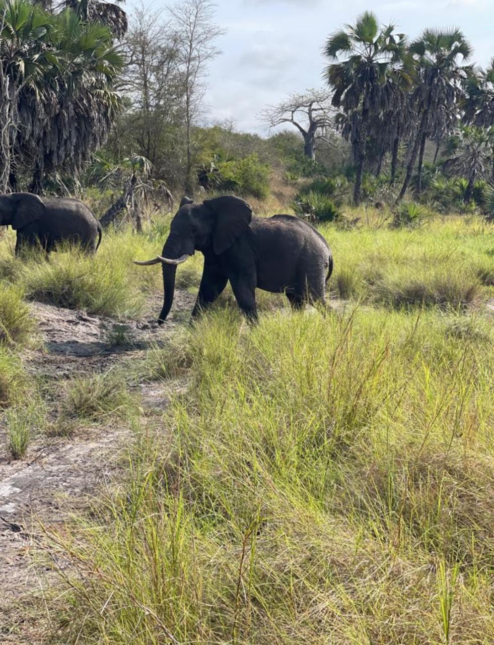 Safari at Kissama Nationla Park