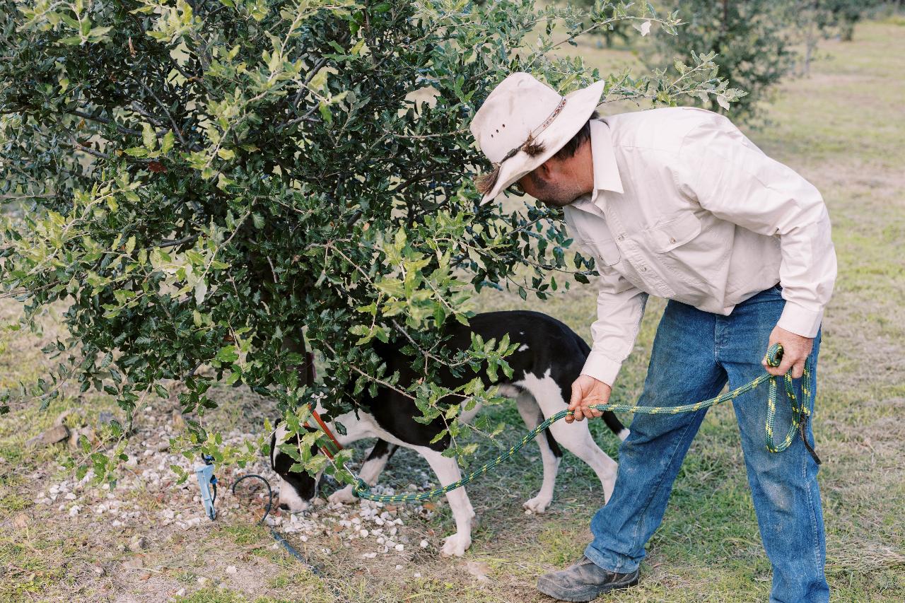 Truffle Hunting - The Folly Truffles Reservations