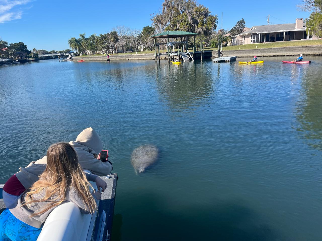 Eco tour Kings Bay Crystal river FL