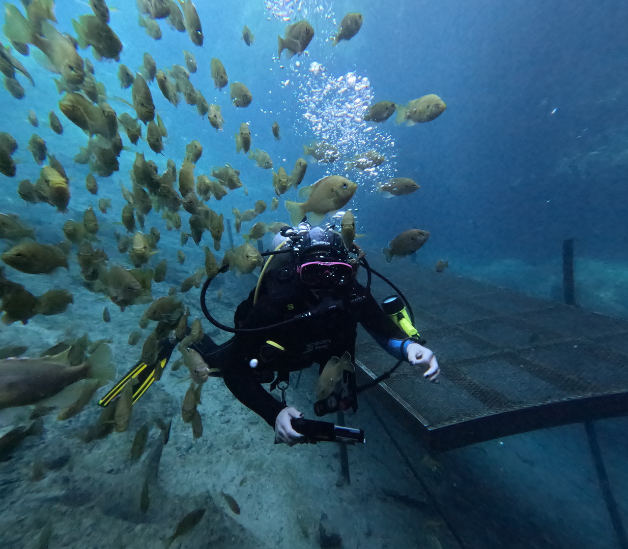 Blue Grotto/Devil's Den - Scuba Dive Trip - American Pro Diving Center ...