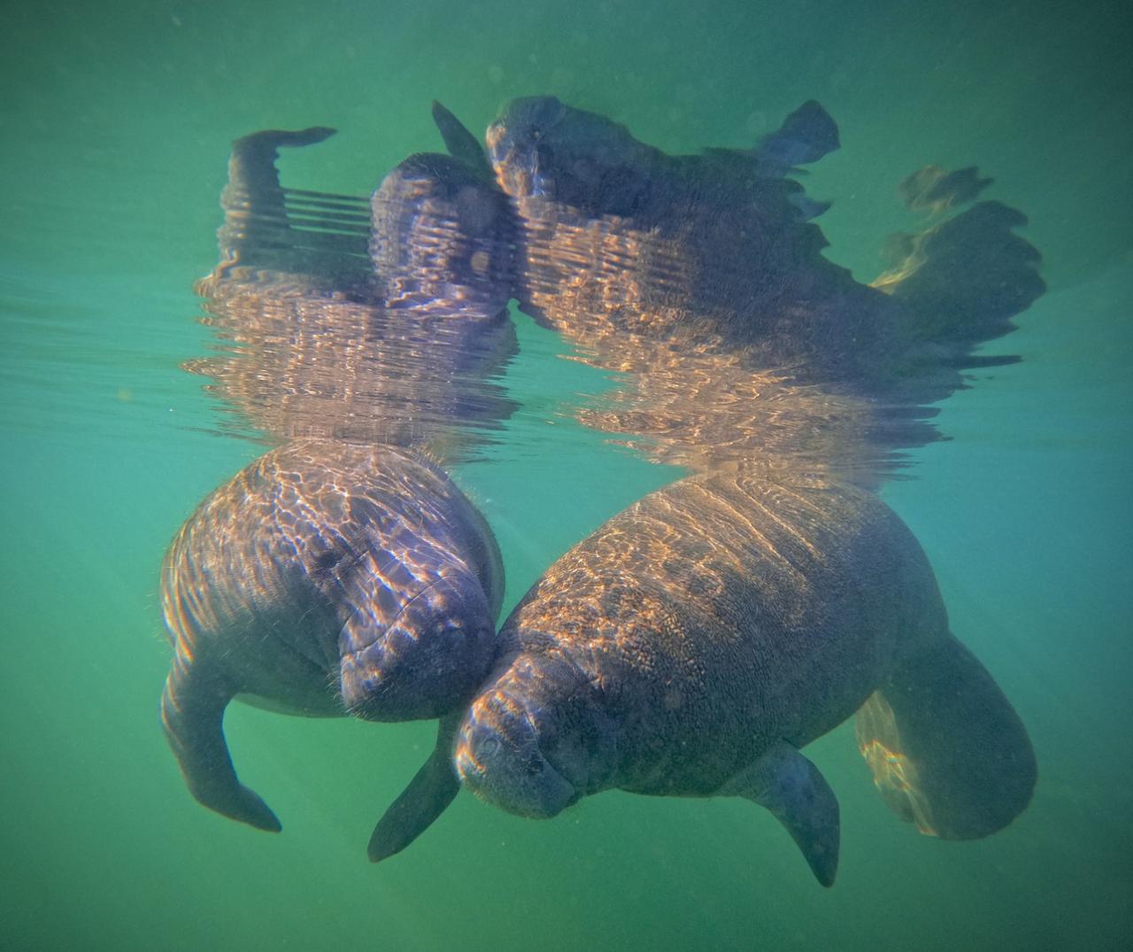 Crystal River - Manatee Snorkel Tour - American Pro Diving Center ...
