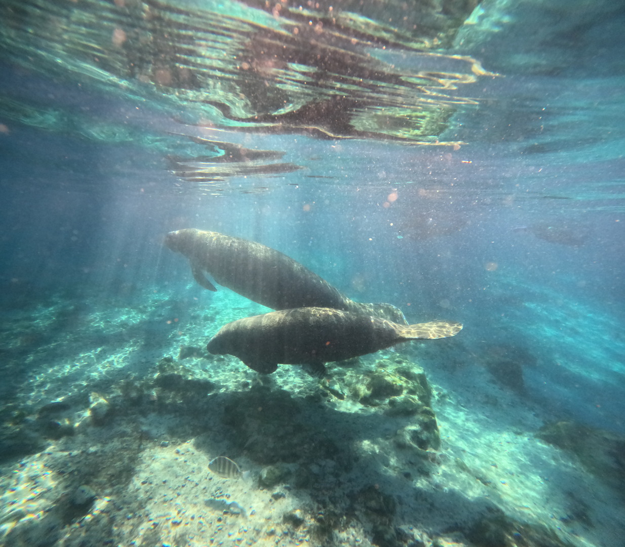 Crystal River - Manatee Snorkel Tour - American Pro Diving Center ...