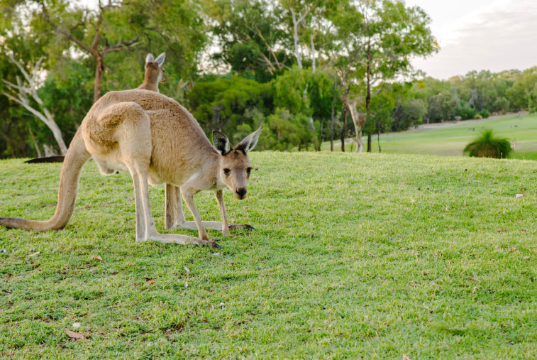 Kangaroo Safari Package - The Vines Resort Reservations