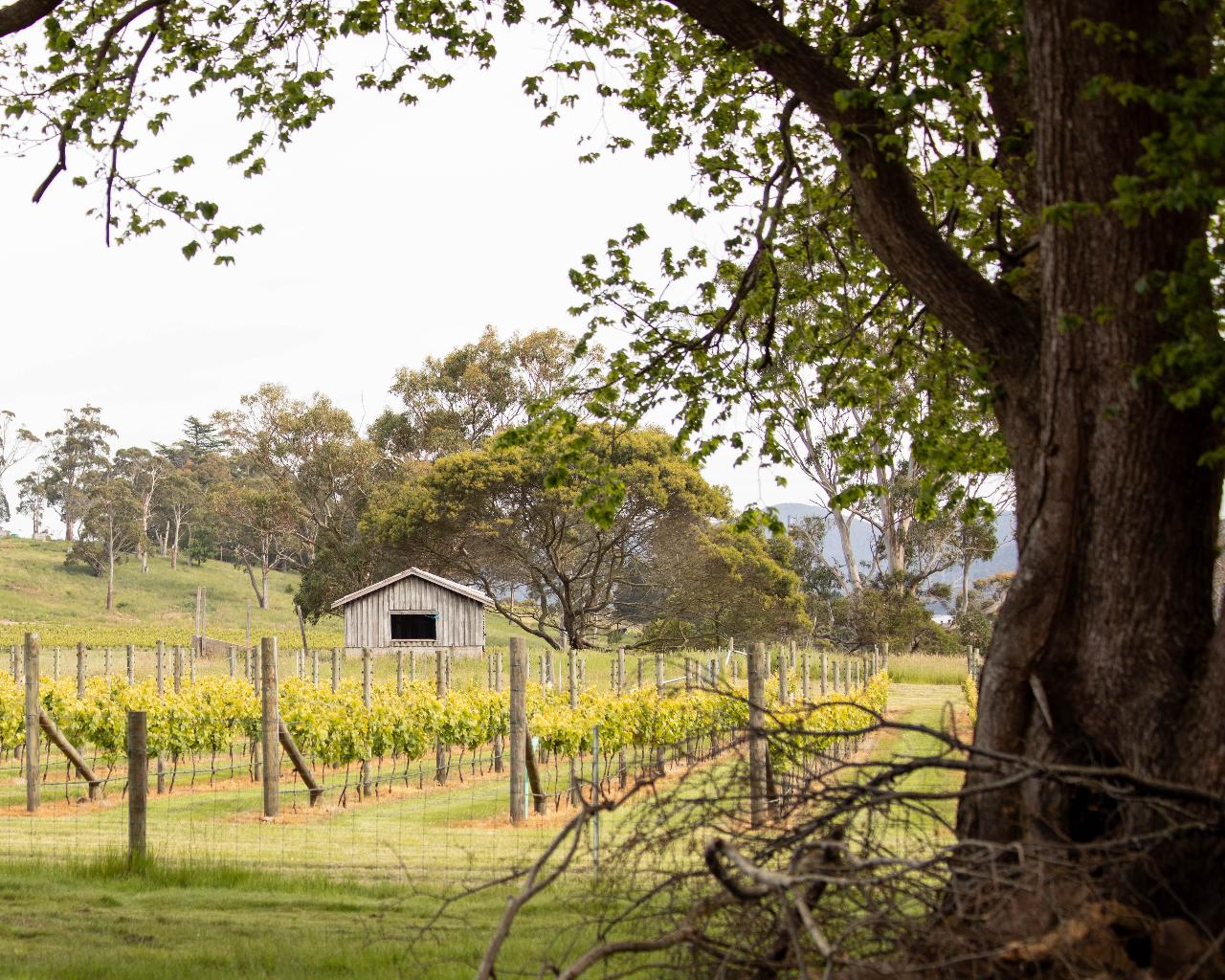 Wine Tour in the Tamar Valley - Turers - Australia