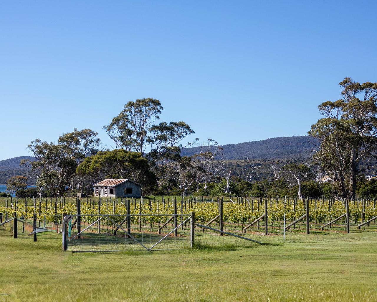 Wine Tour in the Tamar Valley - Turers - Australia