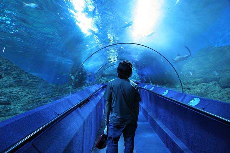 Perth City, Aquarium, Beaches and Hillarys Harbour Half Day Tour ...