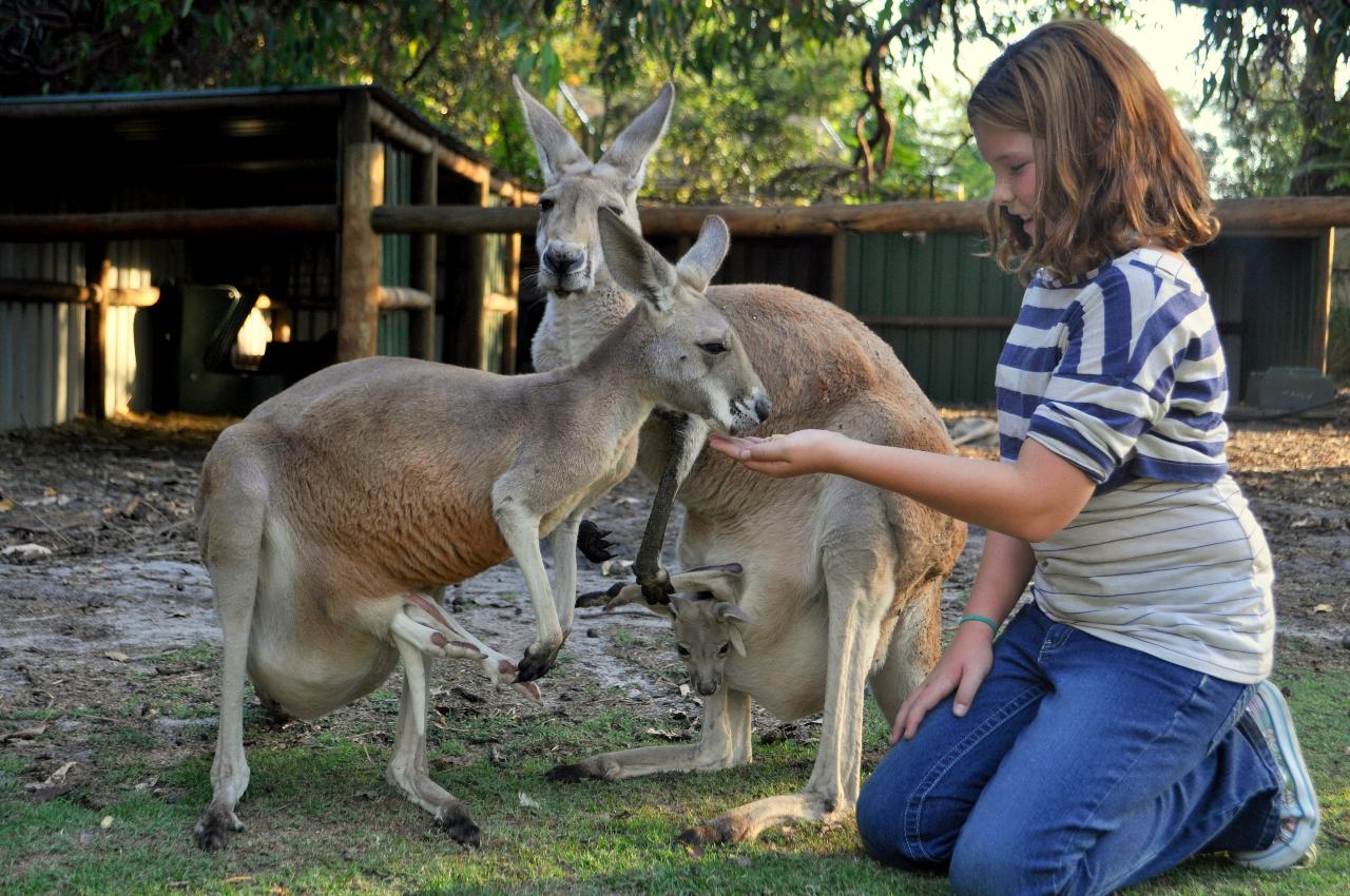 Explore The Best Of Perth - Wildlife Park, Swan Valley, Pinnacles and ...