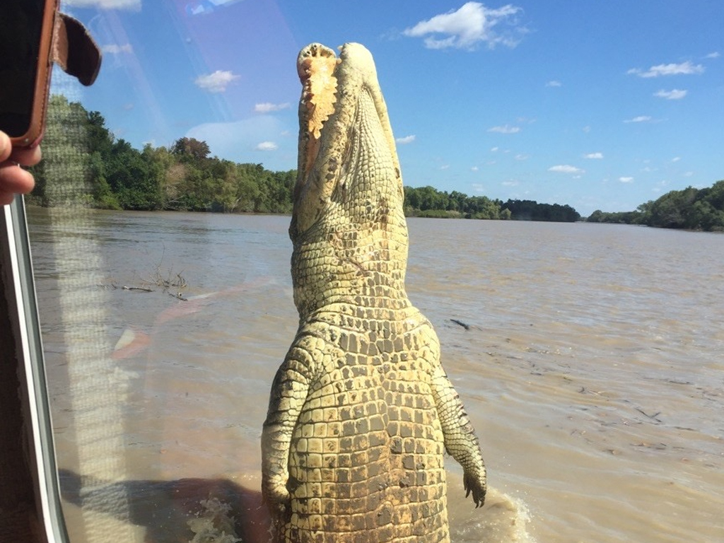 Jumping Crocodile Shuttle - Pandanus 5 Pty Ltd Reservations