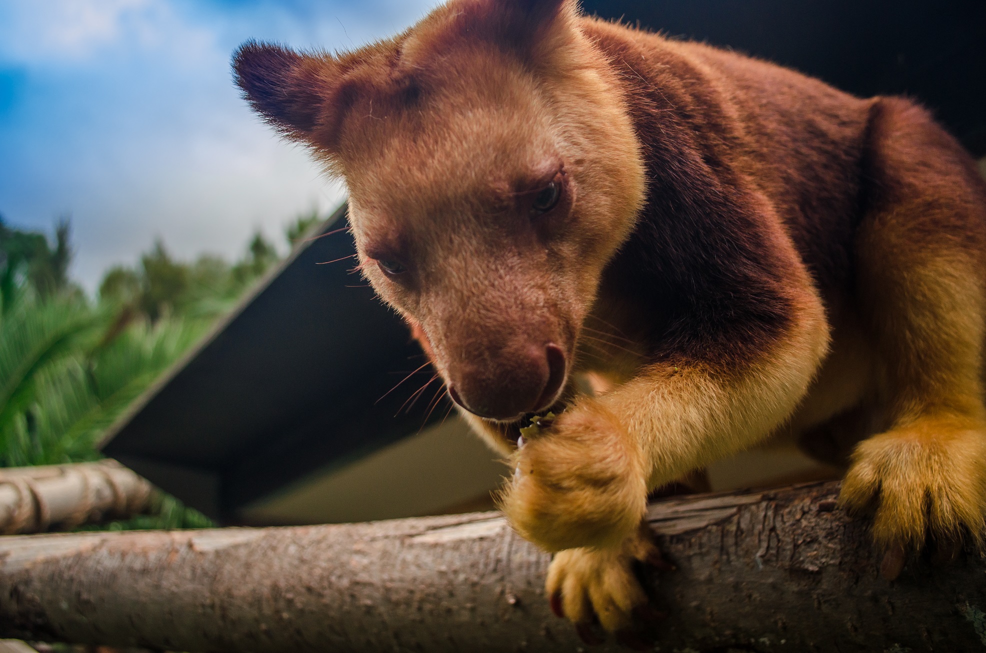 Tree Kangaroo Encounter - National Zoo & Aquarium Reservations