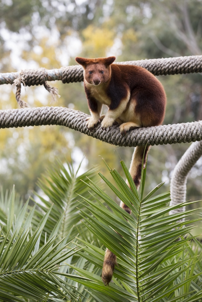 Tree Kangaroo Encounter - National Zoo & Aquarium Reservations